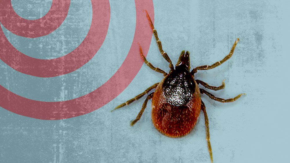 Lyme Disease Overview